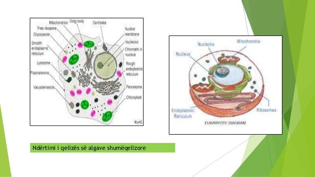 Algat dhe karakteristikat e tyre