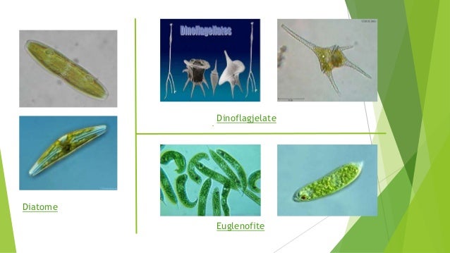Algat dhe karakteristikat e tyre