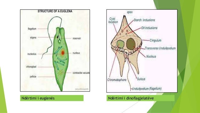 Algat dhe karakteristikat e tyre