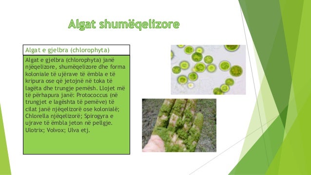 Algat dhe karakteristikat e tyre