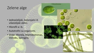 Alge - odlike, raznovrsnost i značaj | PPTX