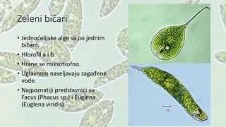Alge - odlike, raznovrsnost i značaj | PPTX