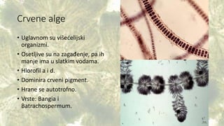 Alge - odlike, raznovrsnost i značaj | PPTX