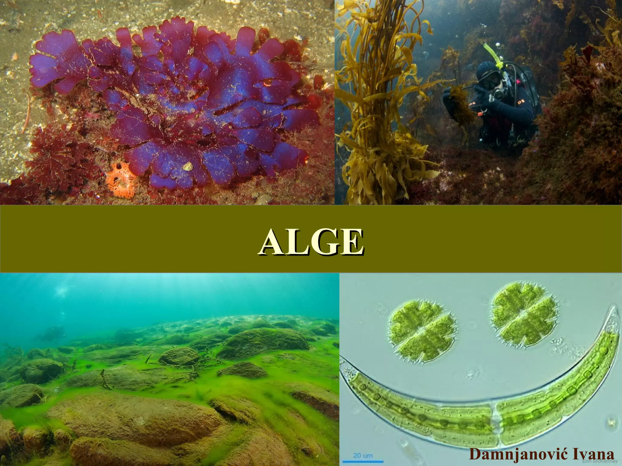 Alge | PPT