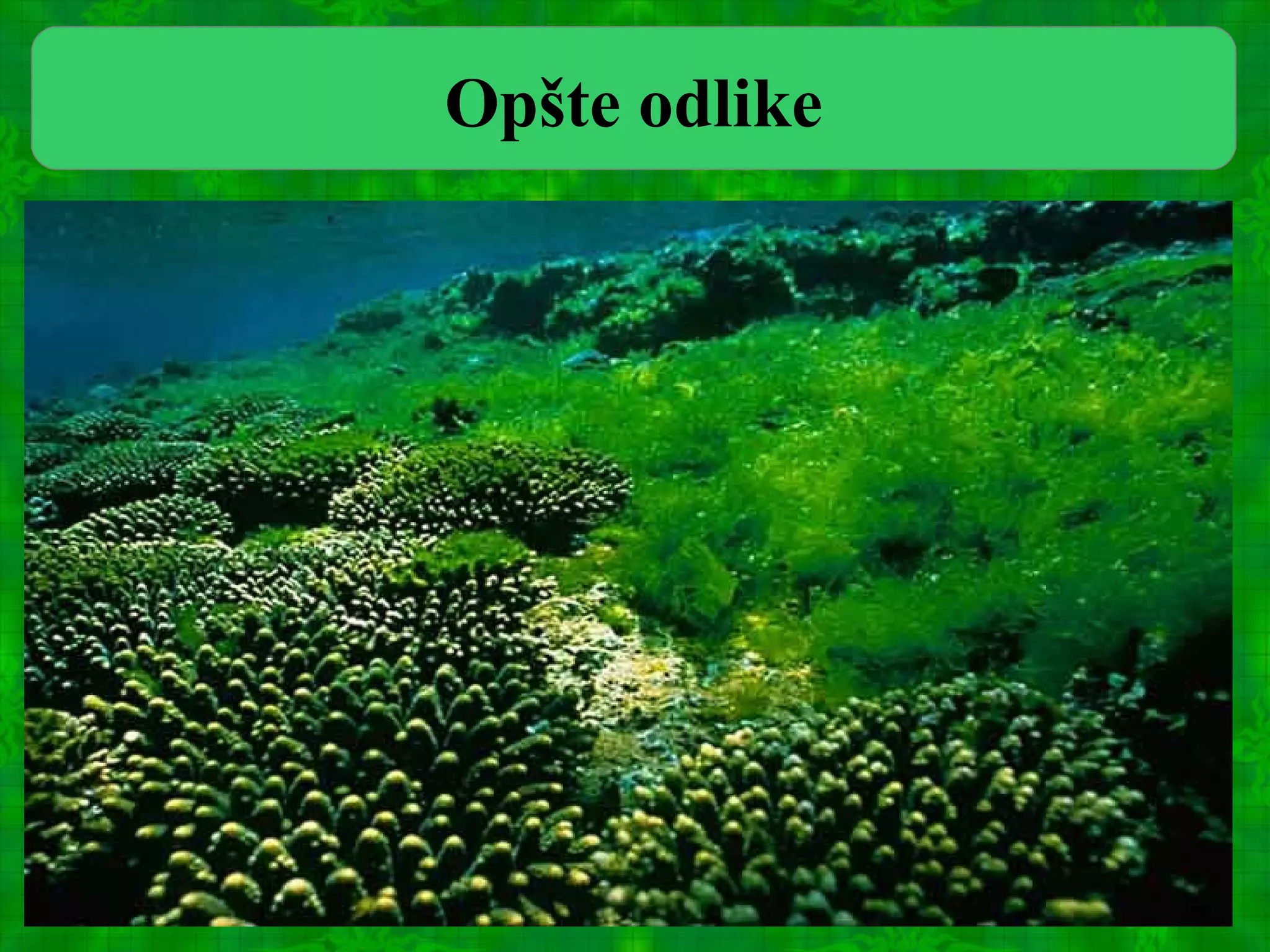 Alge | PPT