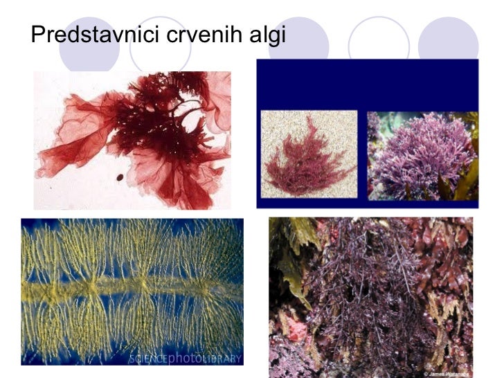 Alge - Katarina Milojković - Danijela Veljković