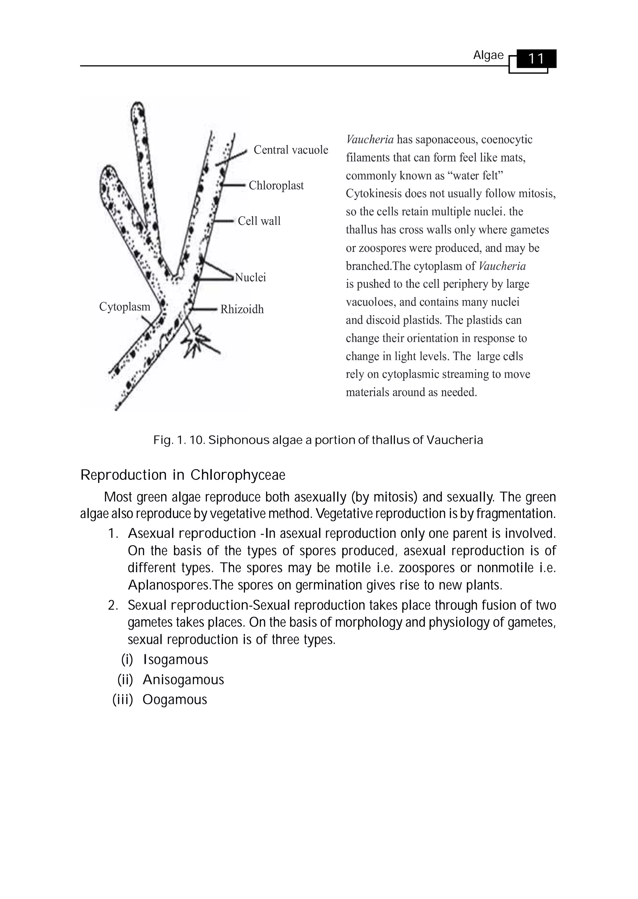 Algea, Bryo, Pterido (1).pdf