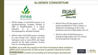 ALGENES PRESENTATION.pptx a study if the Albanian olive varieties | PPT