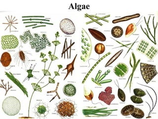 Alge opšte odlike | PPT