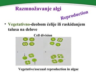 Alge opšte odlike | PPT