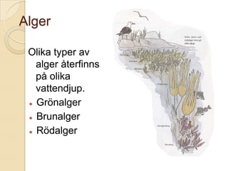 Alger o urdjur | PPTX