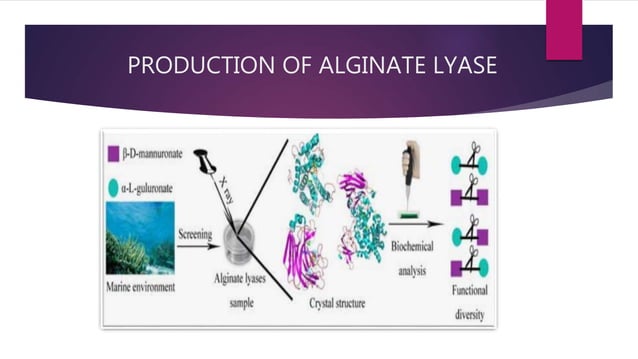 Alginate lyases | PPTX | Chemistry | Science