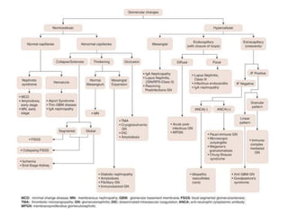 Algorithmic approach to the renal biopsy fellow | PDF