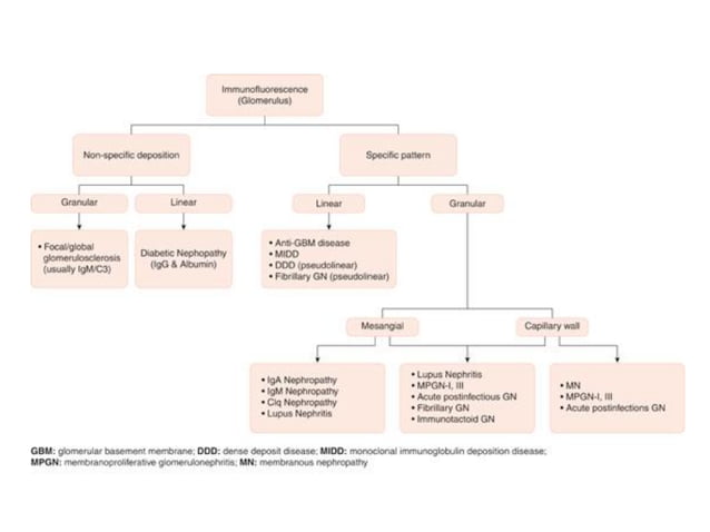 Algorithmic approach to the renal biopsy fellow | PDF