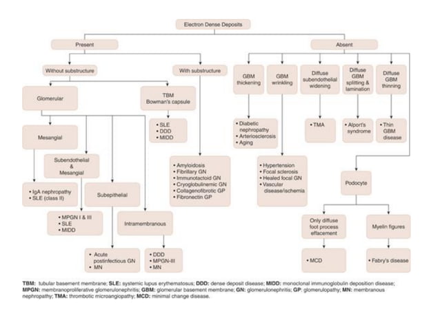 Algorithmic approach to the renal biopsy fellow | PDF
