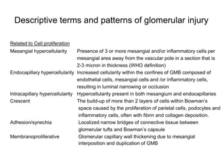 Algorithmic approach to the renal biopsy fellow | PDF