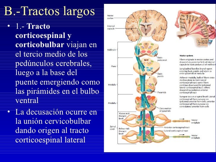 Algunas consideraciones de neuroanatomía