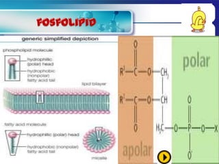 Gliserida-Lipid | PPTX