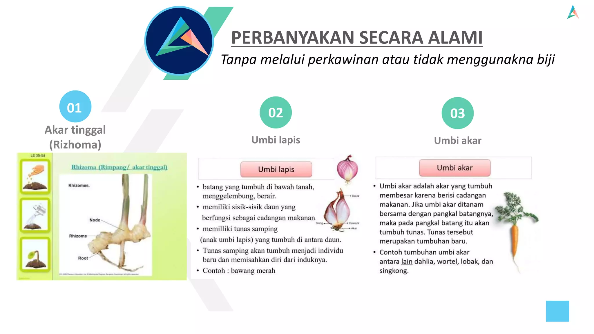 PERBANYAKAN TANAMAN SECARA VEGETATIF | PPTX