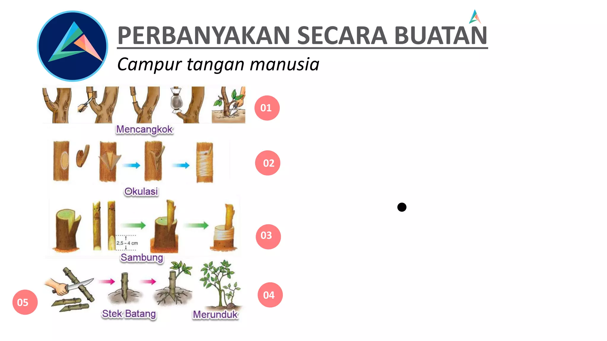 PERBANYAKAN TANAMAN SECARA VEGETATIF | PPTX