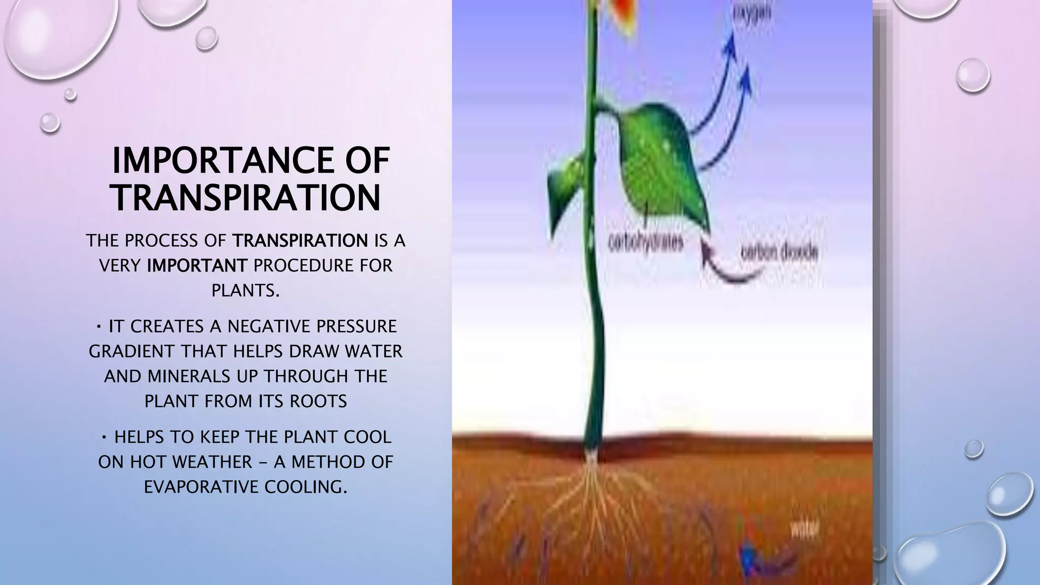 TRANSPIRATION | PPTX