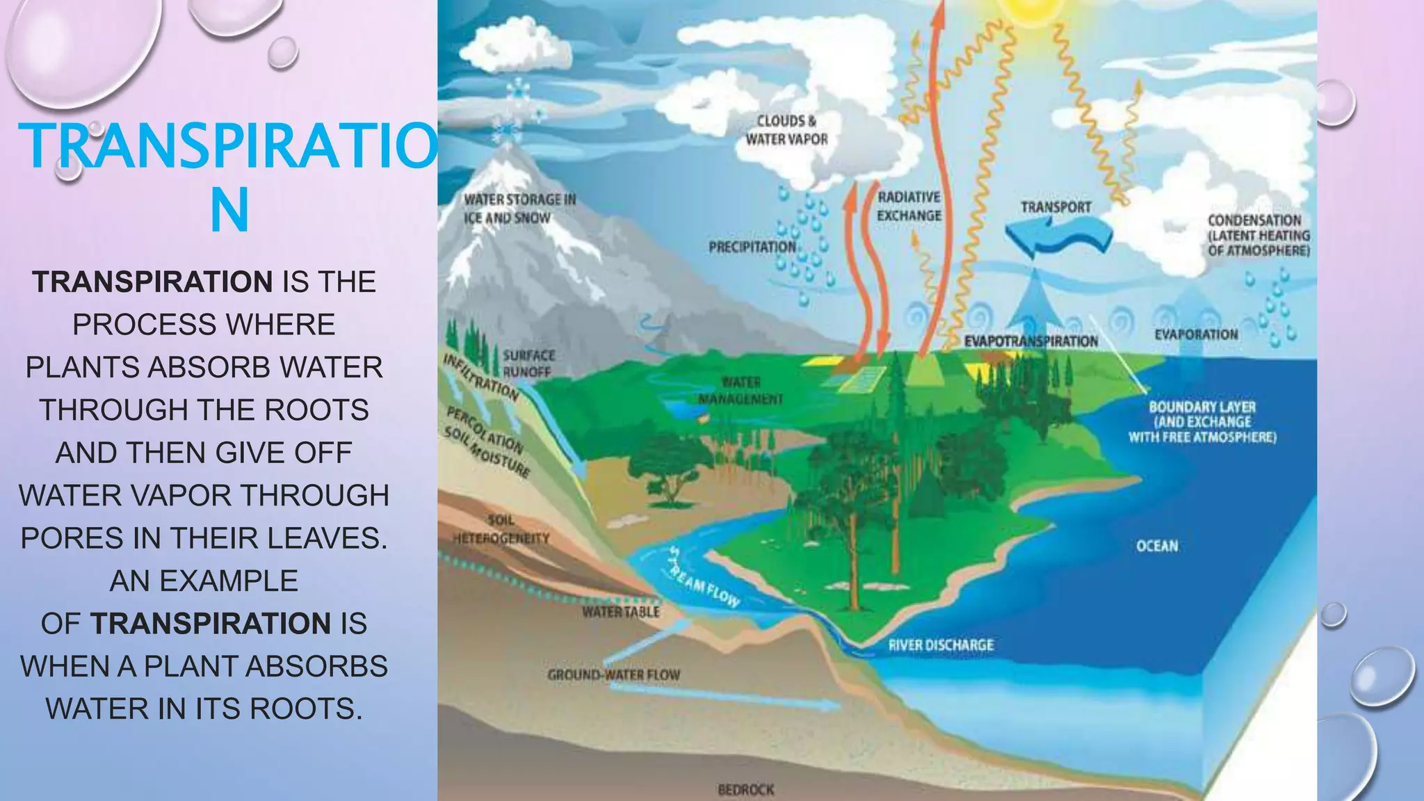 TRANSPIRATION | PPTX