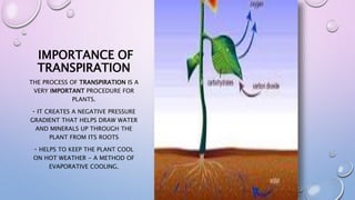 TRANSPIRATION | PPTX