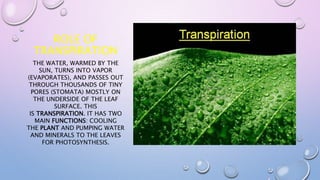 TRANSPIRATION | PPTX