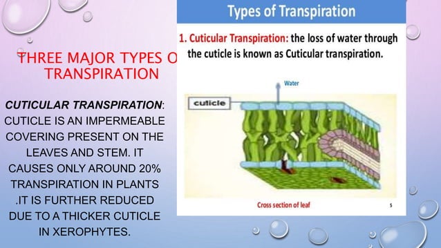 TRANSPIRATION | PPTX