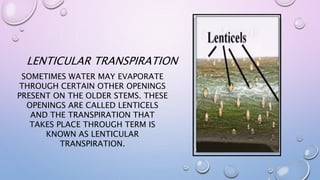 TRANSPIRATION | PPTX