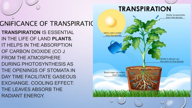 TRANSPIRATION | PPTX