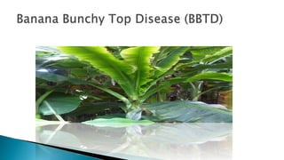 banana Bunchy top disease.pptx