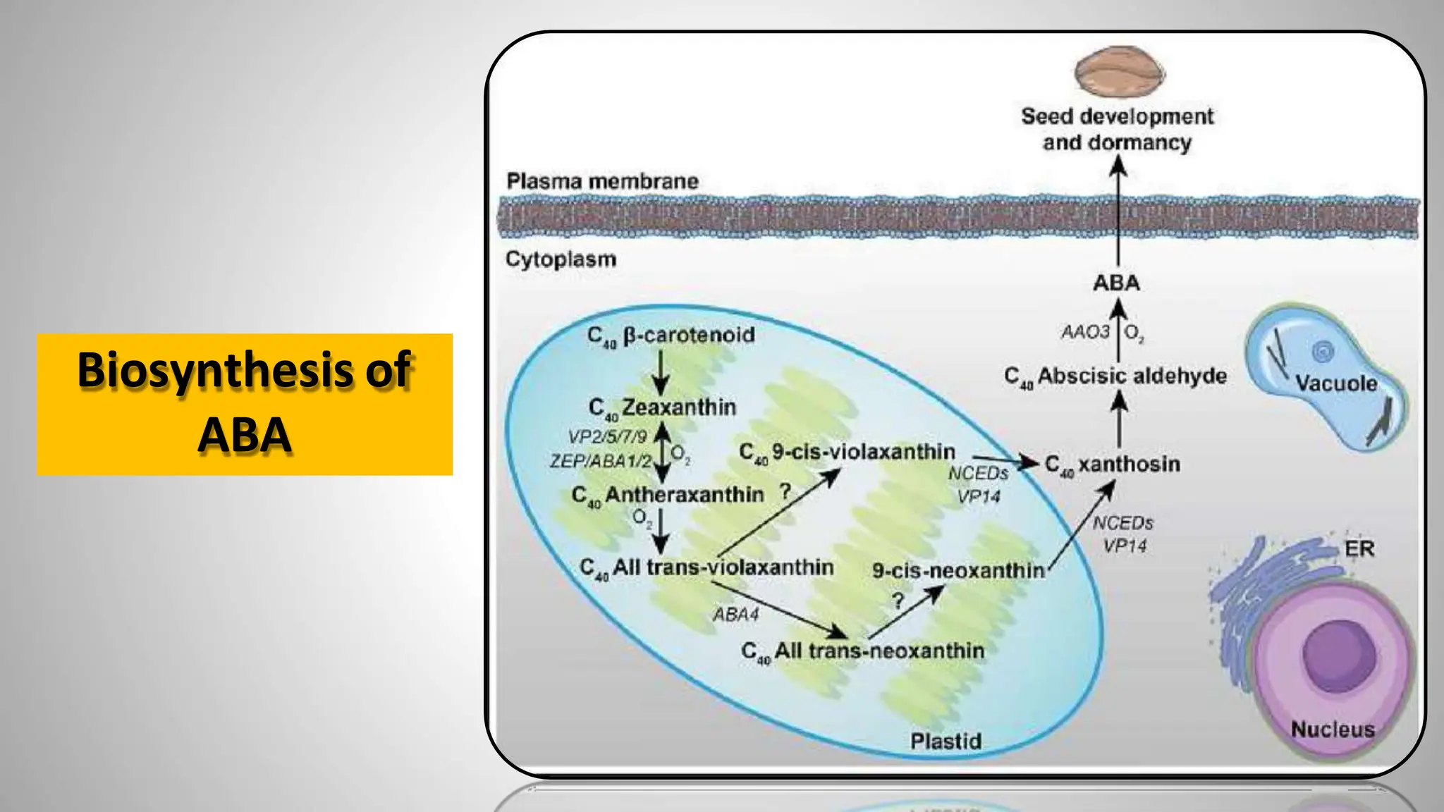 plant abscisic acid aba bu ali rasool | PPTX