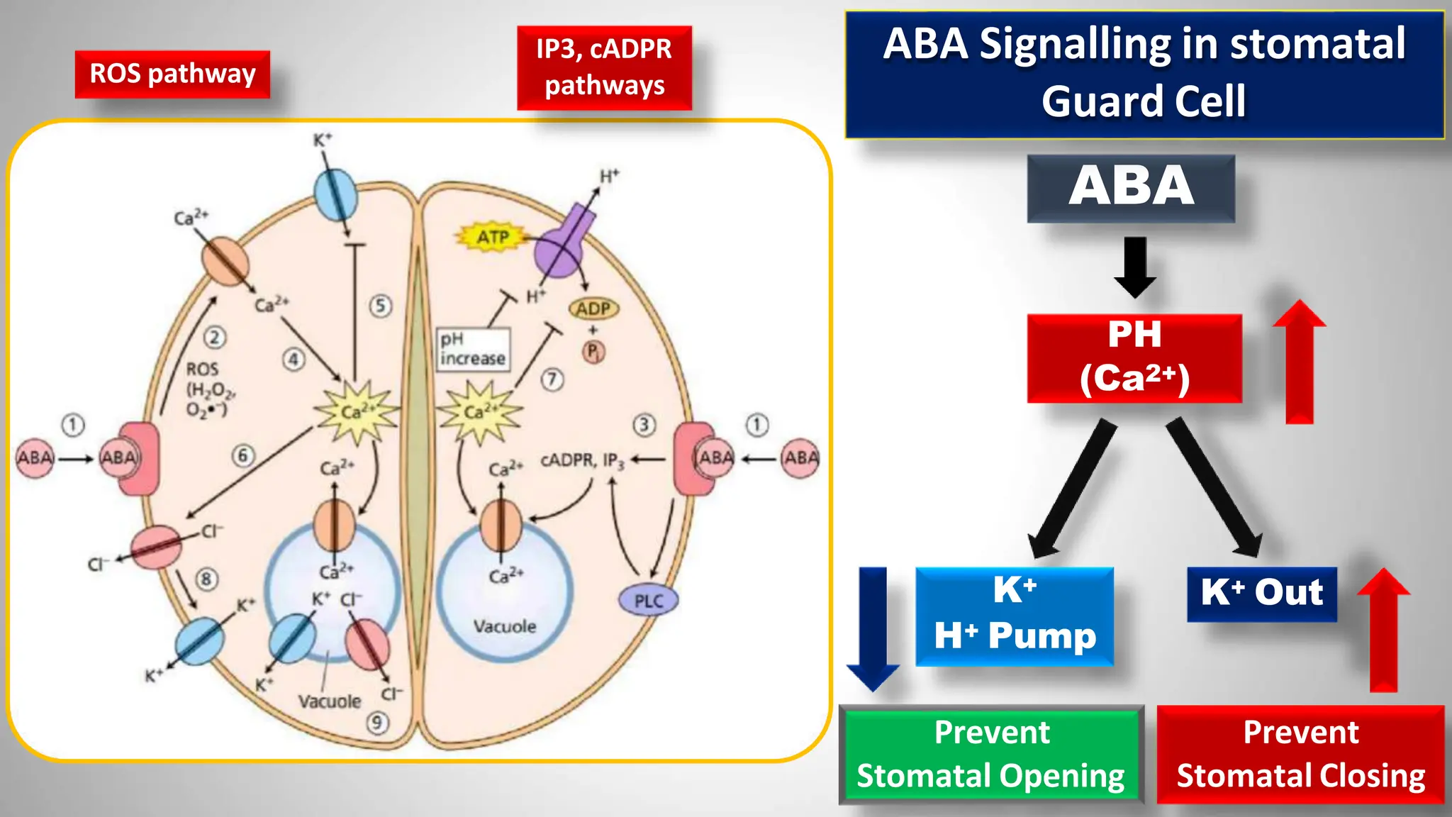 plant abscisic acid aba bu ali rasool | PPTX
