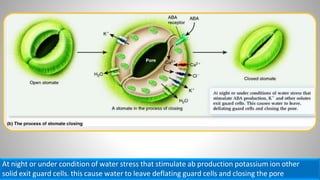 plant abscisic acid aba bu ali rasool | PPTX