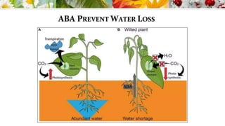plant abscisic acid aba bu ali rasool | PPTX