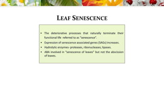 plant abscisic acid aba bu ali rasool | PPT