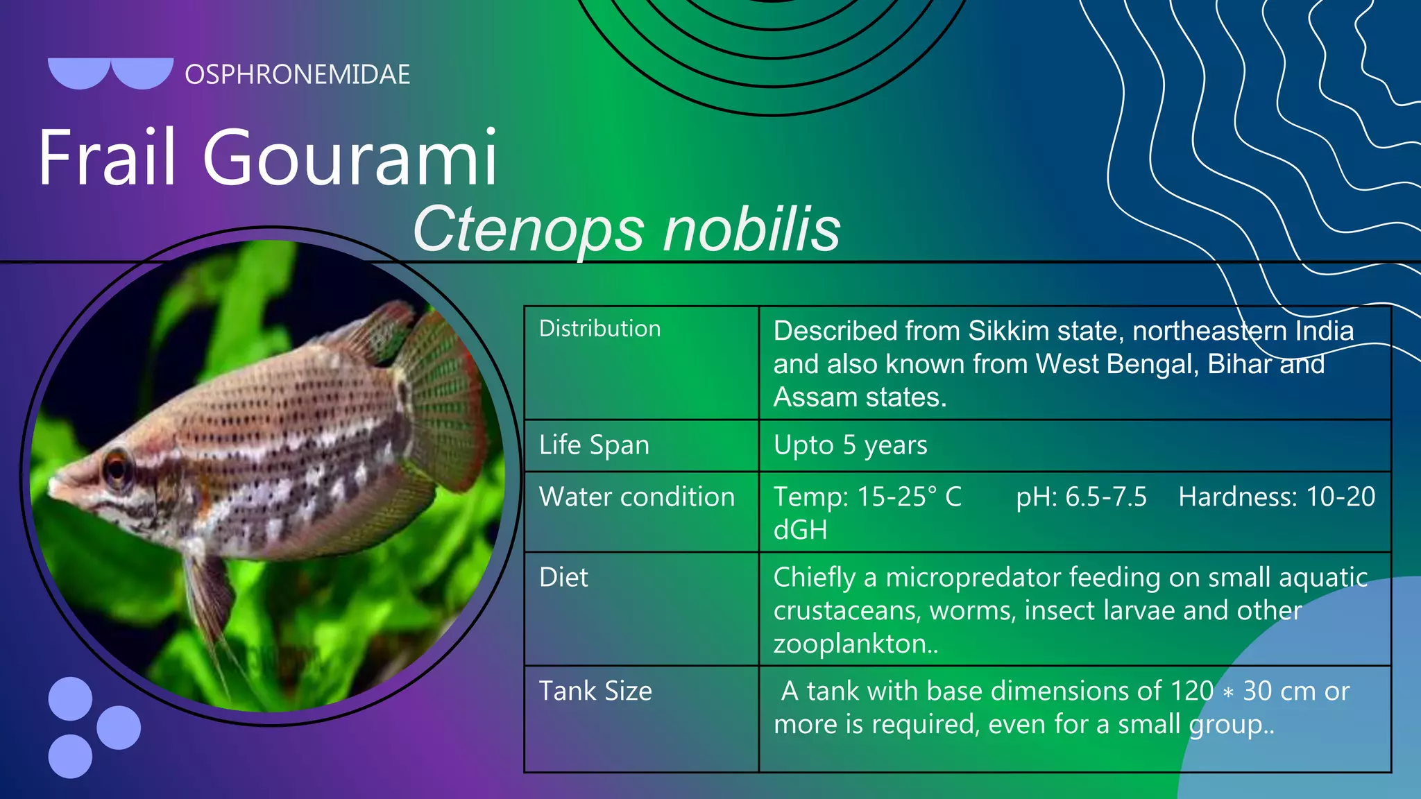 10 different types of indigenous ornamental fishes of India | PPTX