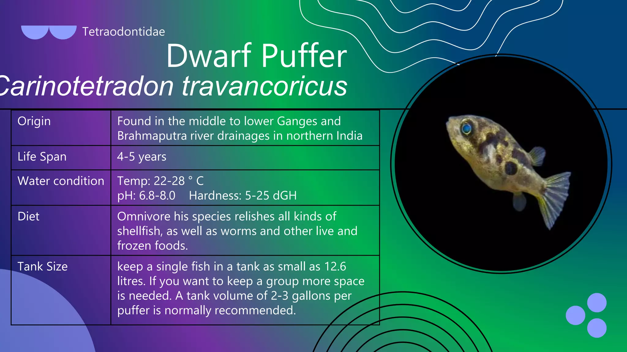 10 different types of indigenous ornamental fishes of India | PPTX