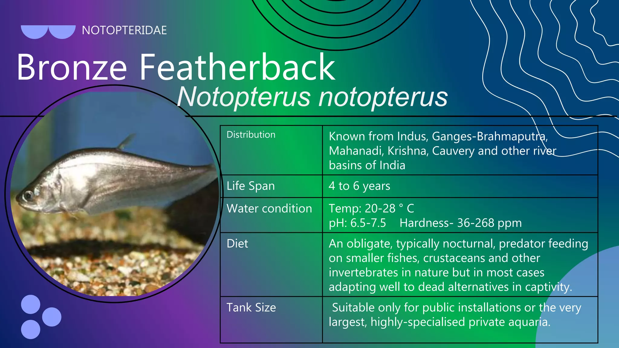 10 different types of indigenous ornamental fishes of India | PPTX