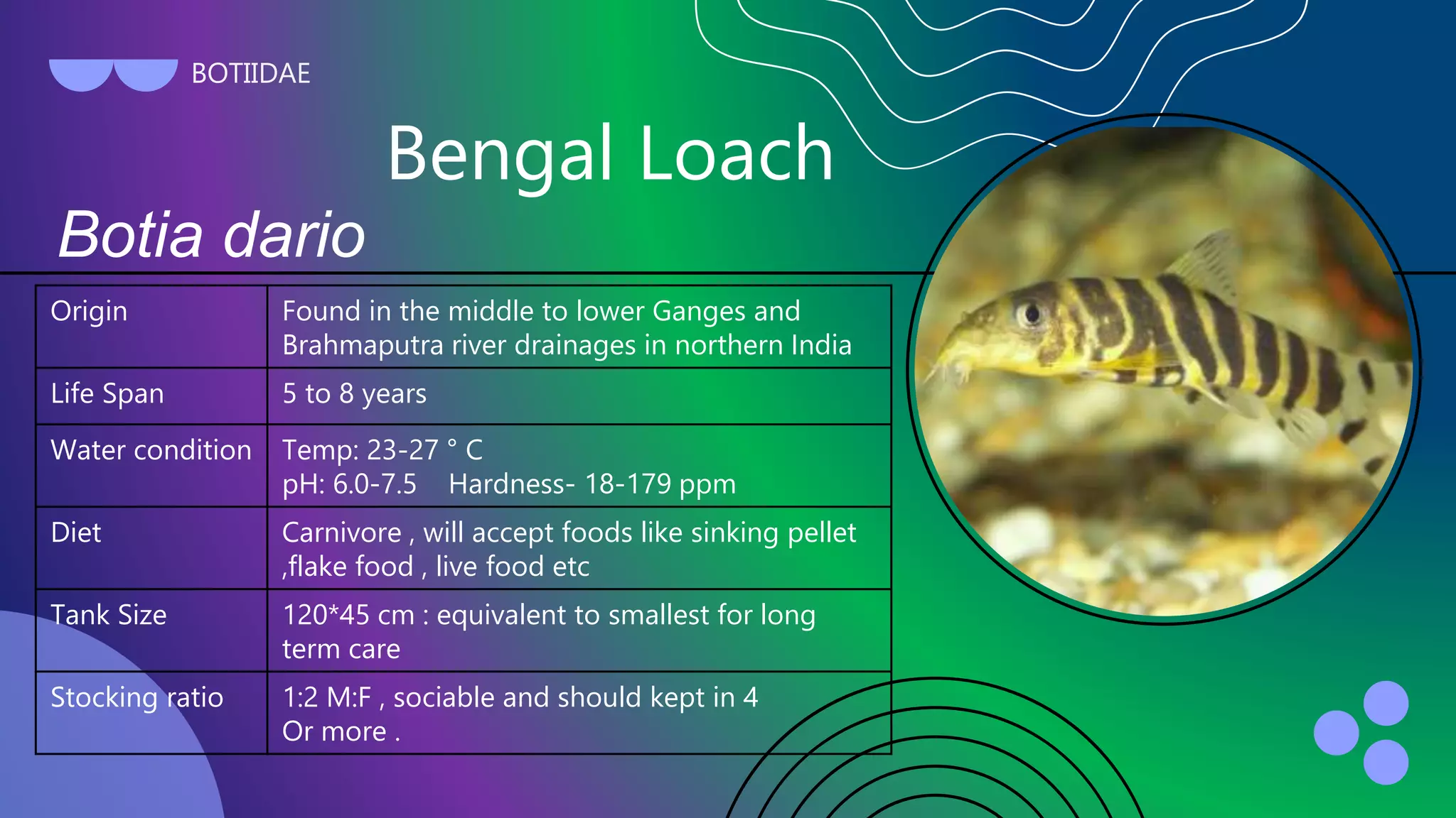 10 different types of indigenous ornamental fishes of India | PPTX