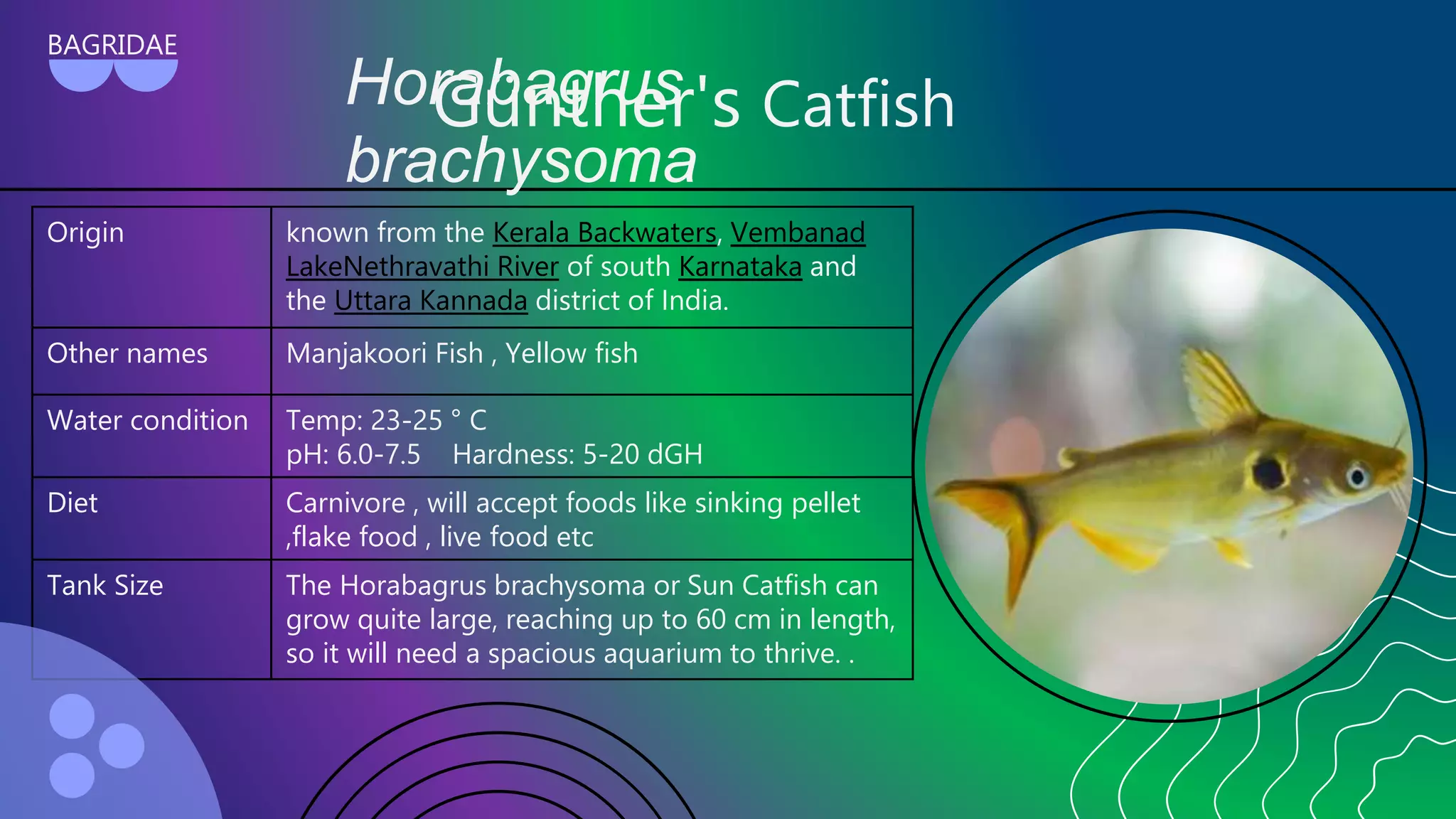 10 different types of indigenous ornamental fishes of India | PPTX
