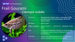 10 different types of indigenous ornamental fishes of India | PPTX