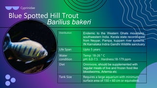 10 different types of indigenous ornamental fishes of India | PPTX