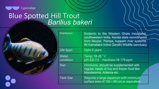 10 different types of indigenous ornamental fishes of India | PPTX