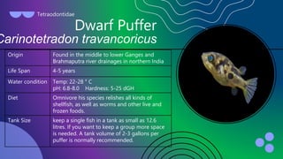 10 different types of indigenous ornamental fishes of India | PPTX