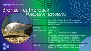 10 different types of indigenous ornamental fishes of India | PPTX