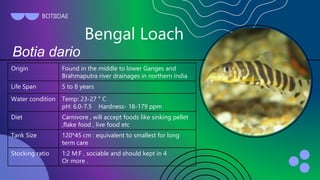 10 different types of indigenous ornamental fishes of India | PPTX