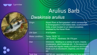 10 different types of indigenous ornamental fishes of India | PPTX