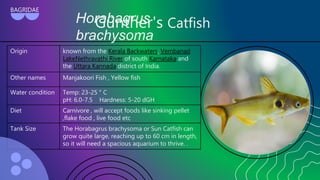 10 different types of indigenous ornamental fishes of India | PPTX